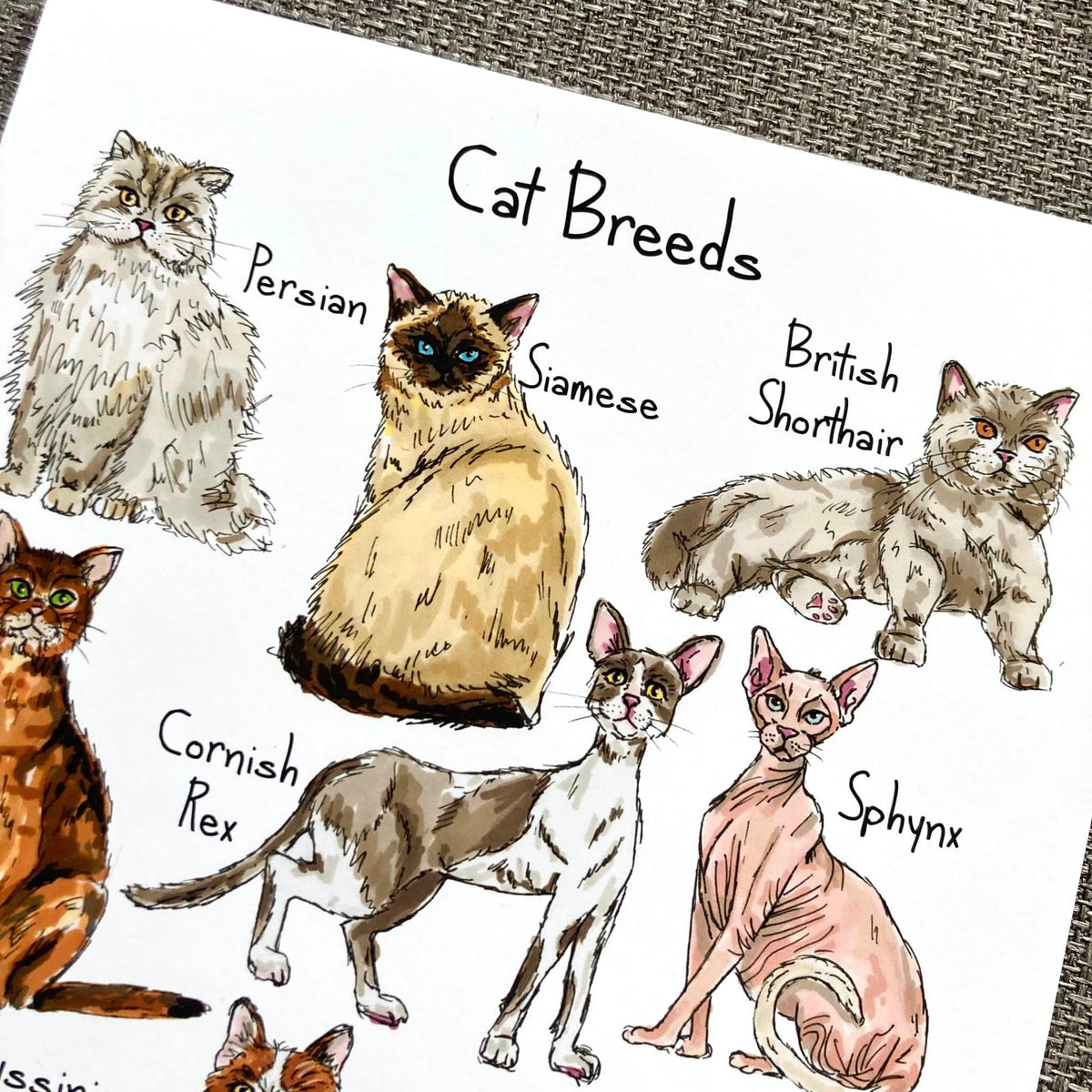 Art Print - A4 - Cat Breeds - HD Designs – Our Handmade Collective